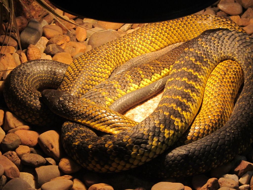 Tiger snakes | Aussie Pythons & Snakes Forum