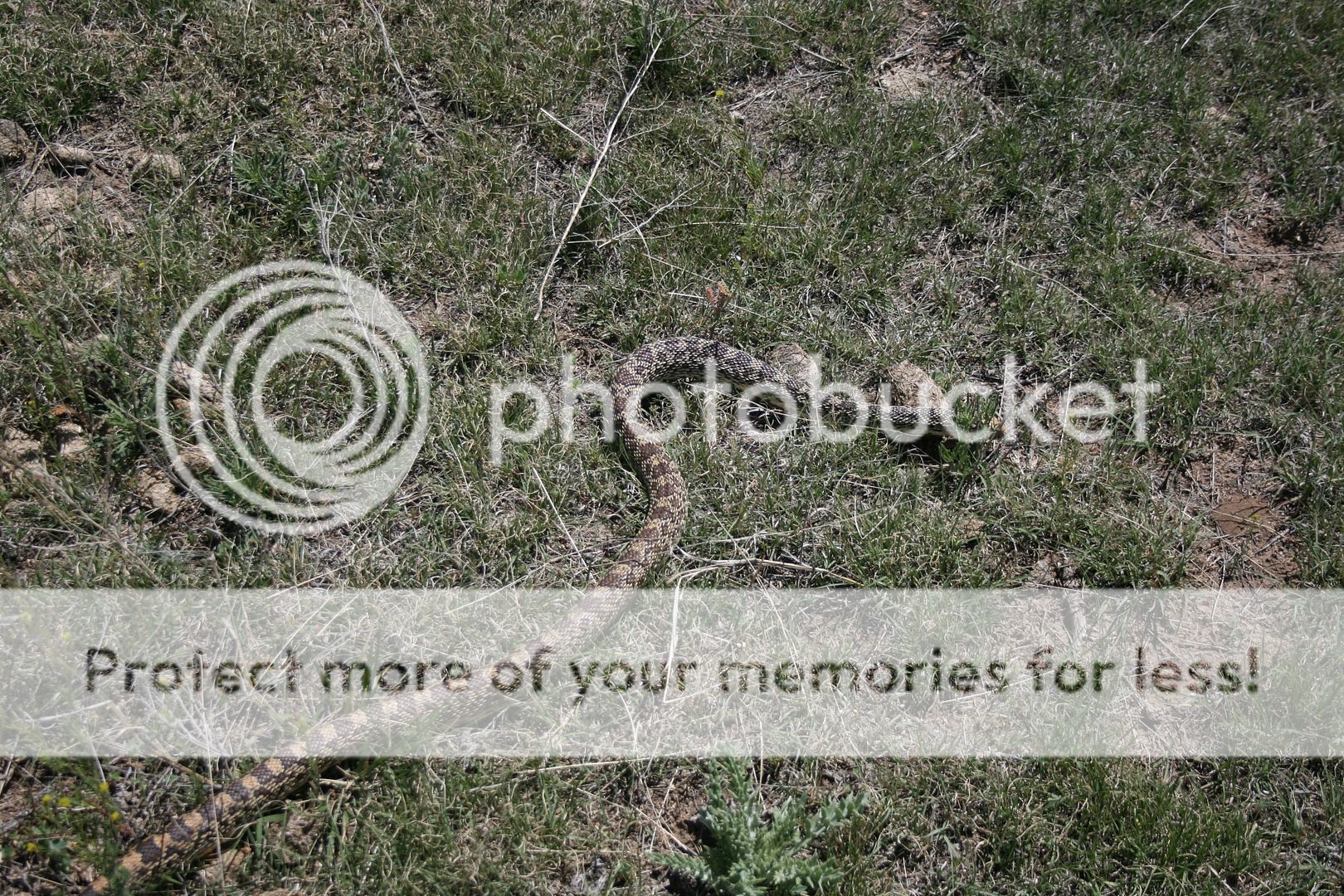 What I did on my summer vacation... - Field Herp Forum