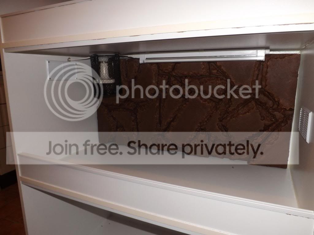 show off your enclosure finishings - backgrounds and interior | Aussie ...