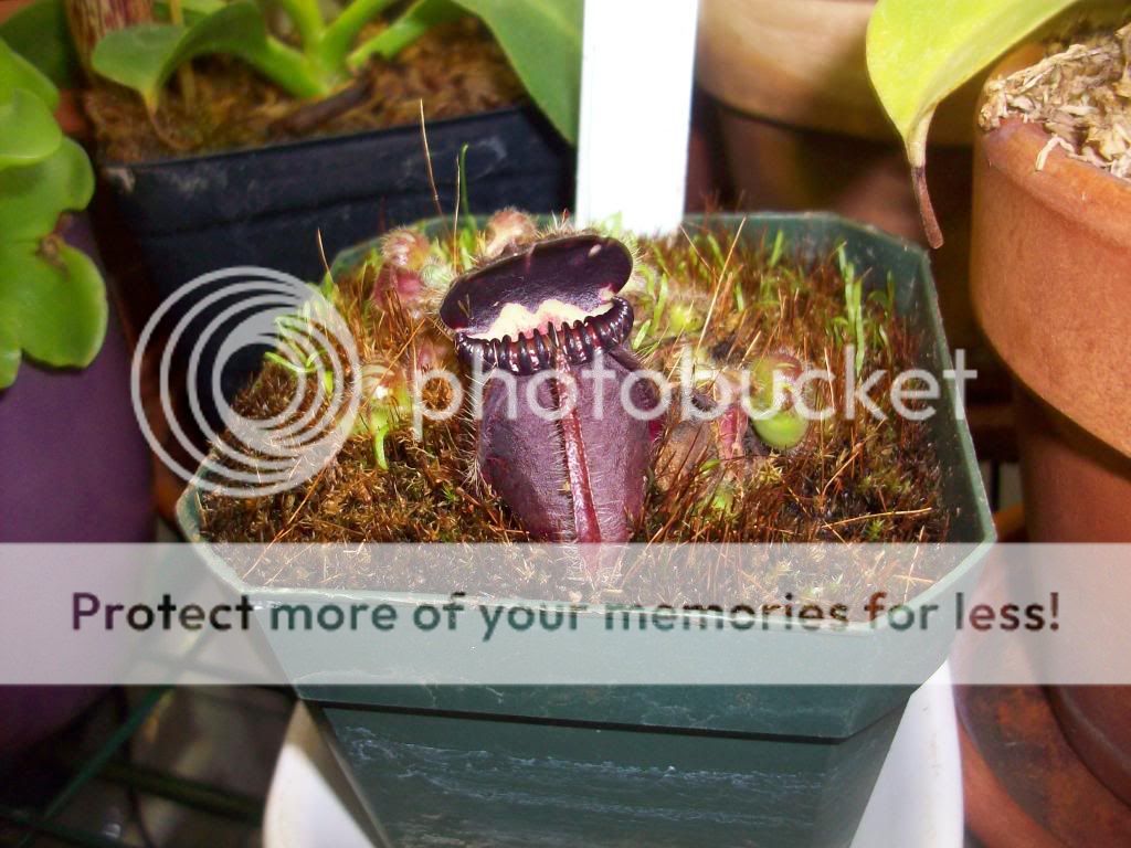 Mikefallen13's Nepenthes Photothread - FlyTrapCare Forums